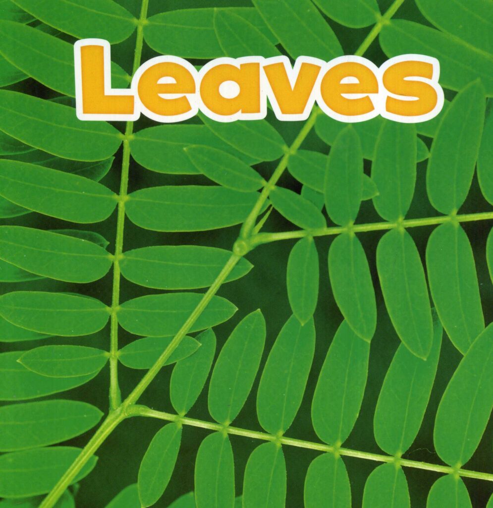 Leaves - Laburnum House Educational