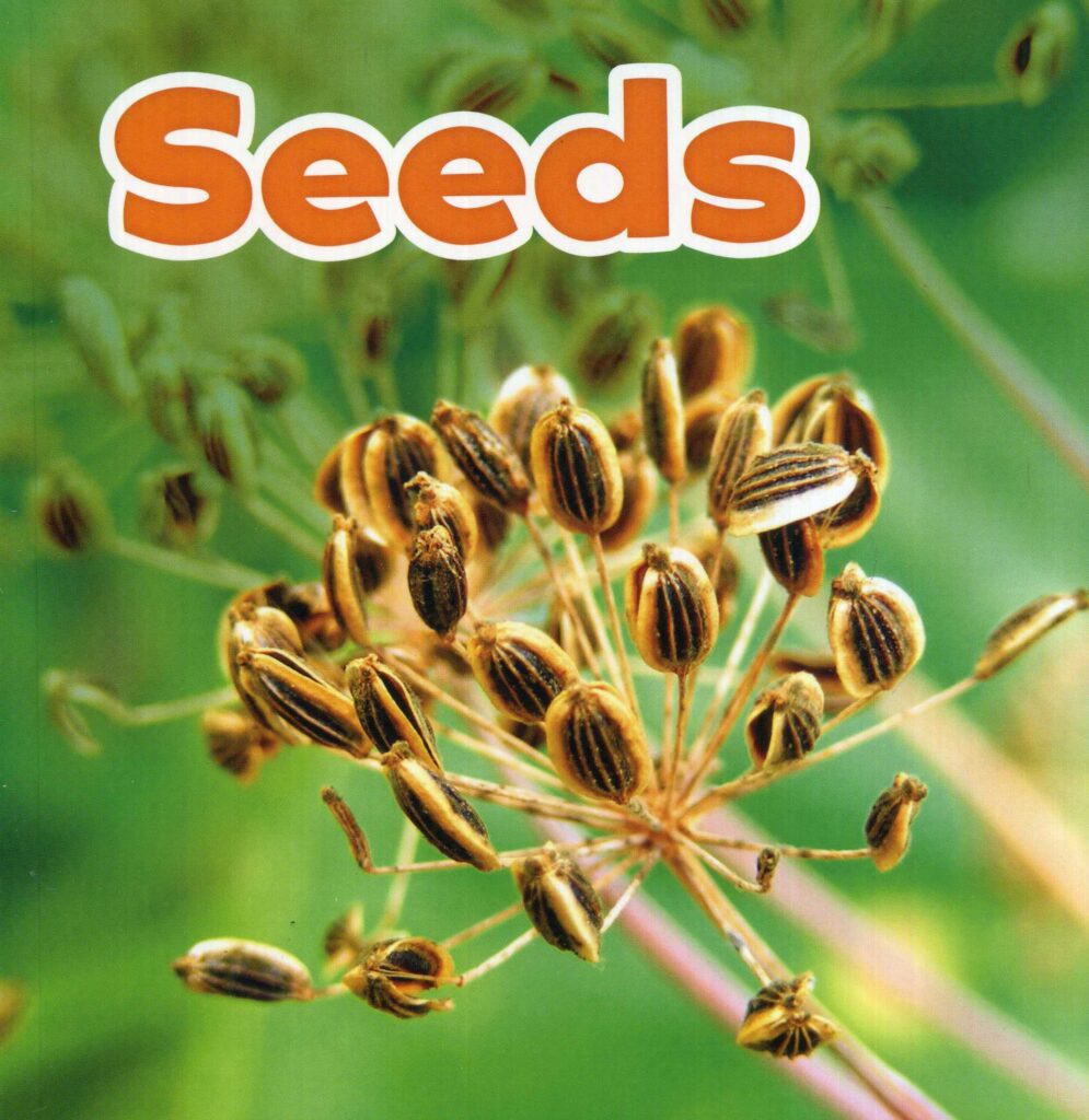 Fruit - Laburnum House Educational