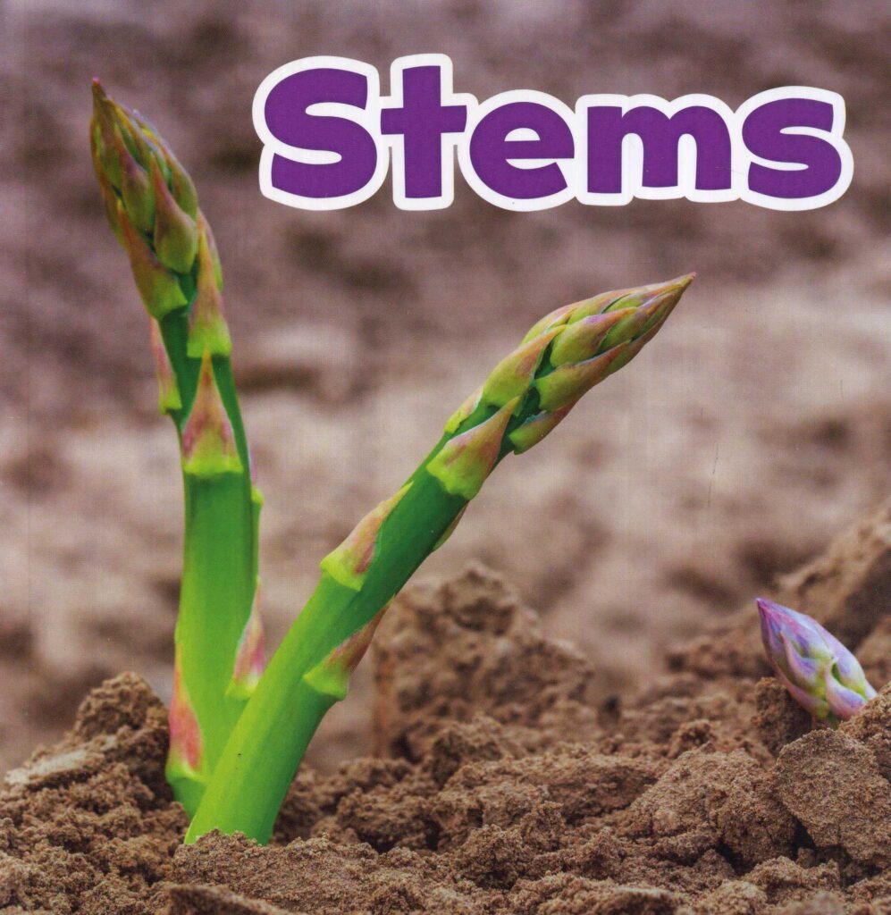 Stems - Laburnum House Educational