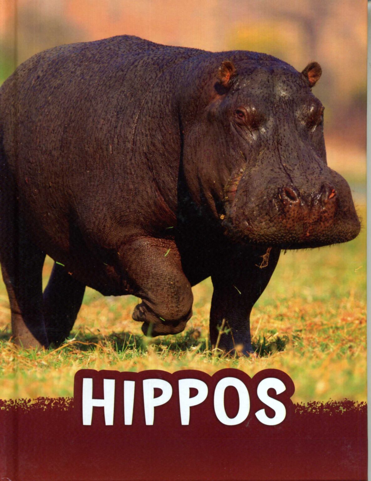Hippos - Laburnum House Educational
