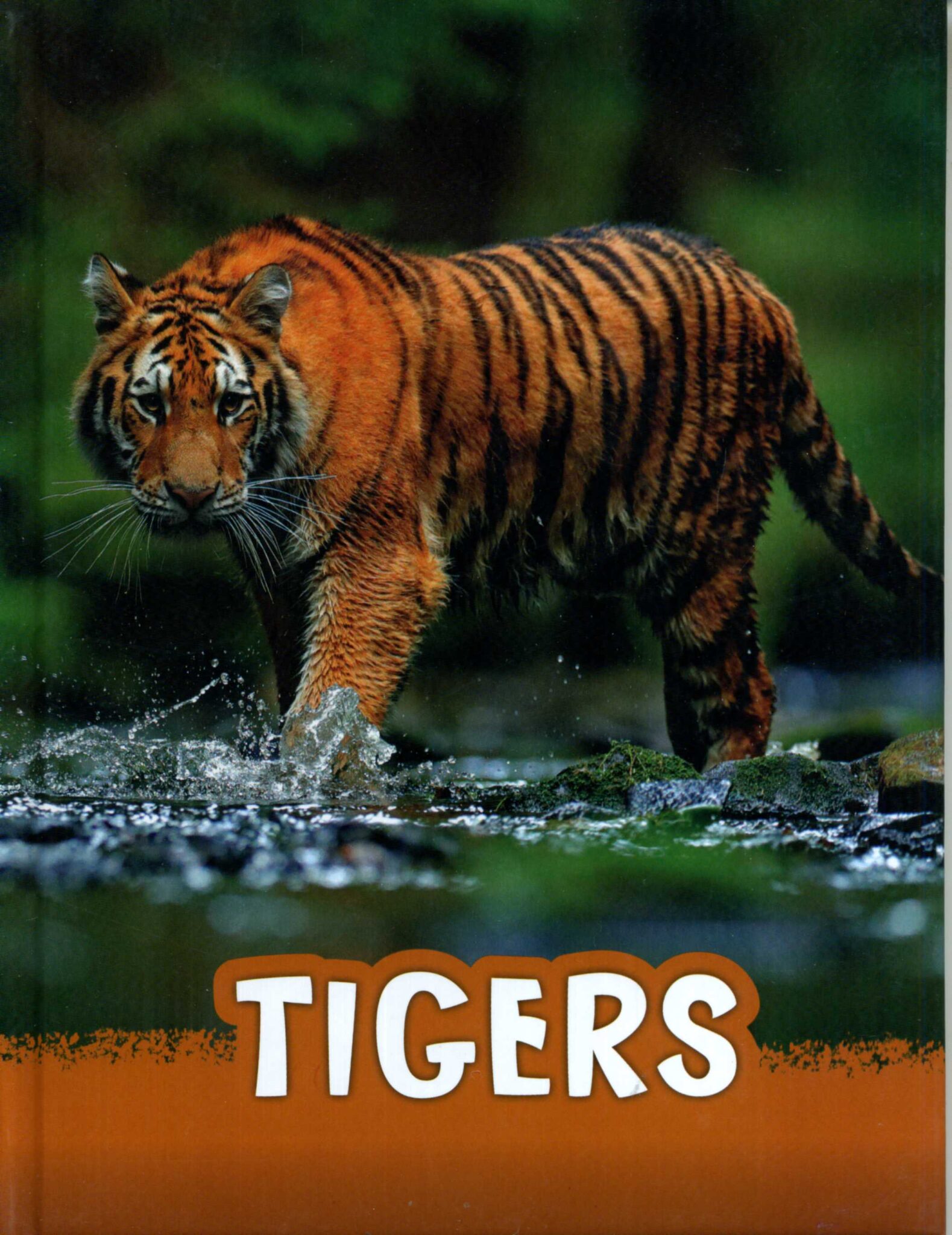 Tigers - Laburnum House Educational