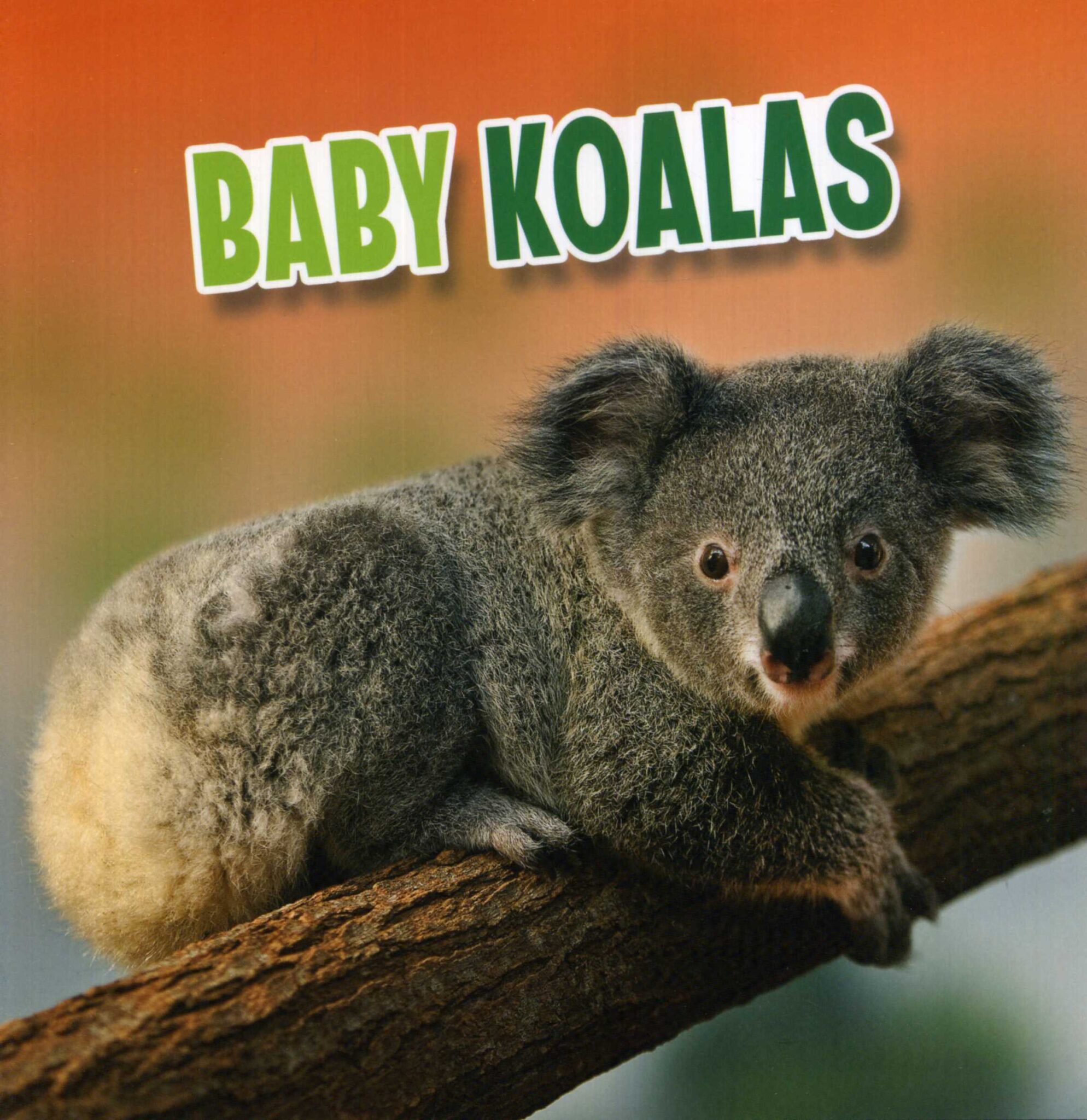 Baby Koalas - Laburnum House Educational