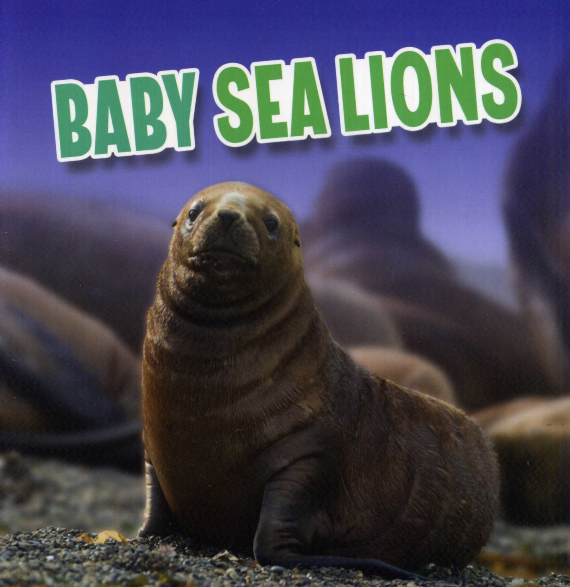 Baby Sea Lions - Laburnum House Educational