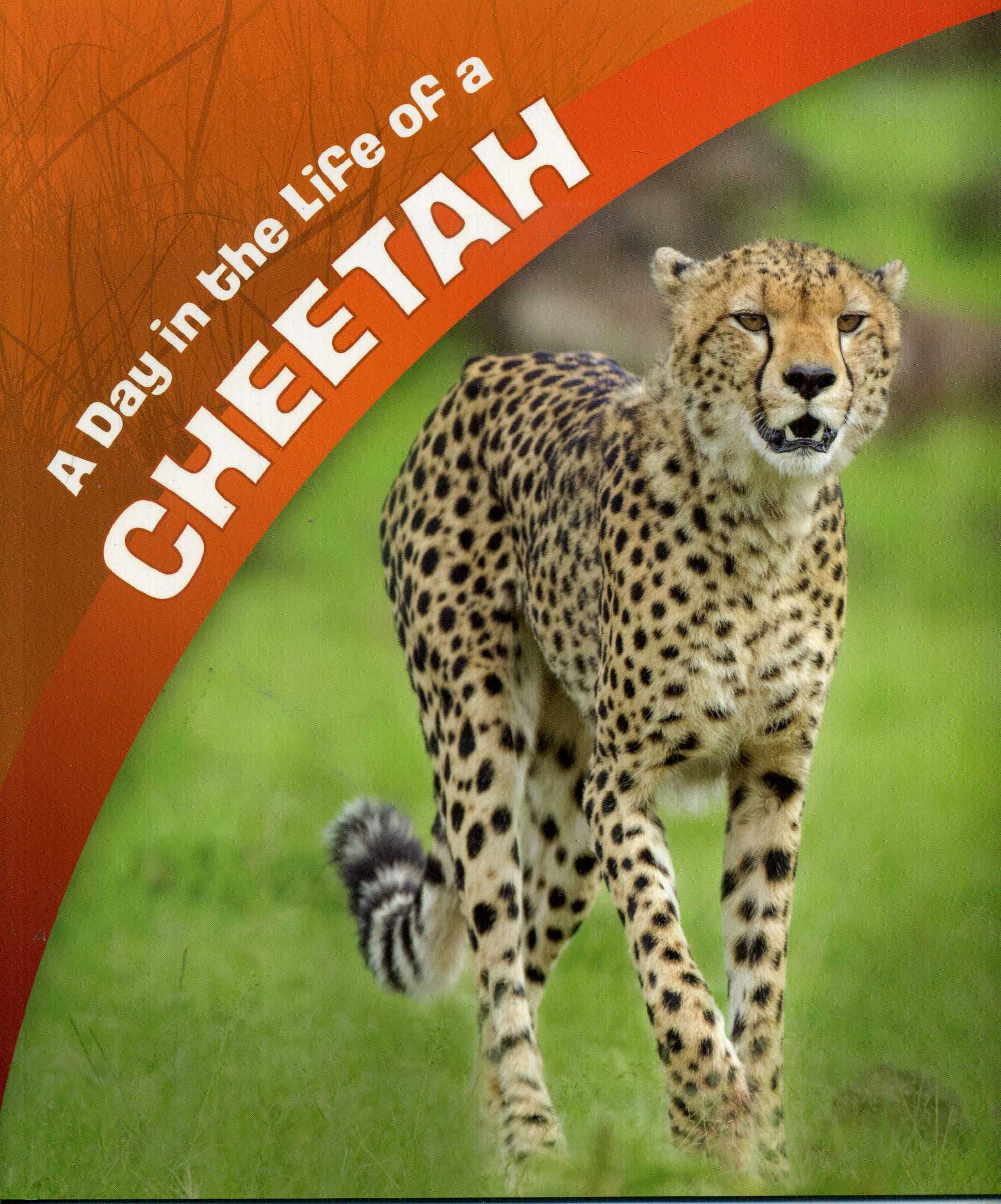 Non Fiction Books For Schools | Up To 50% Off Top Titles - Laburnum ...