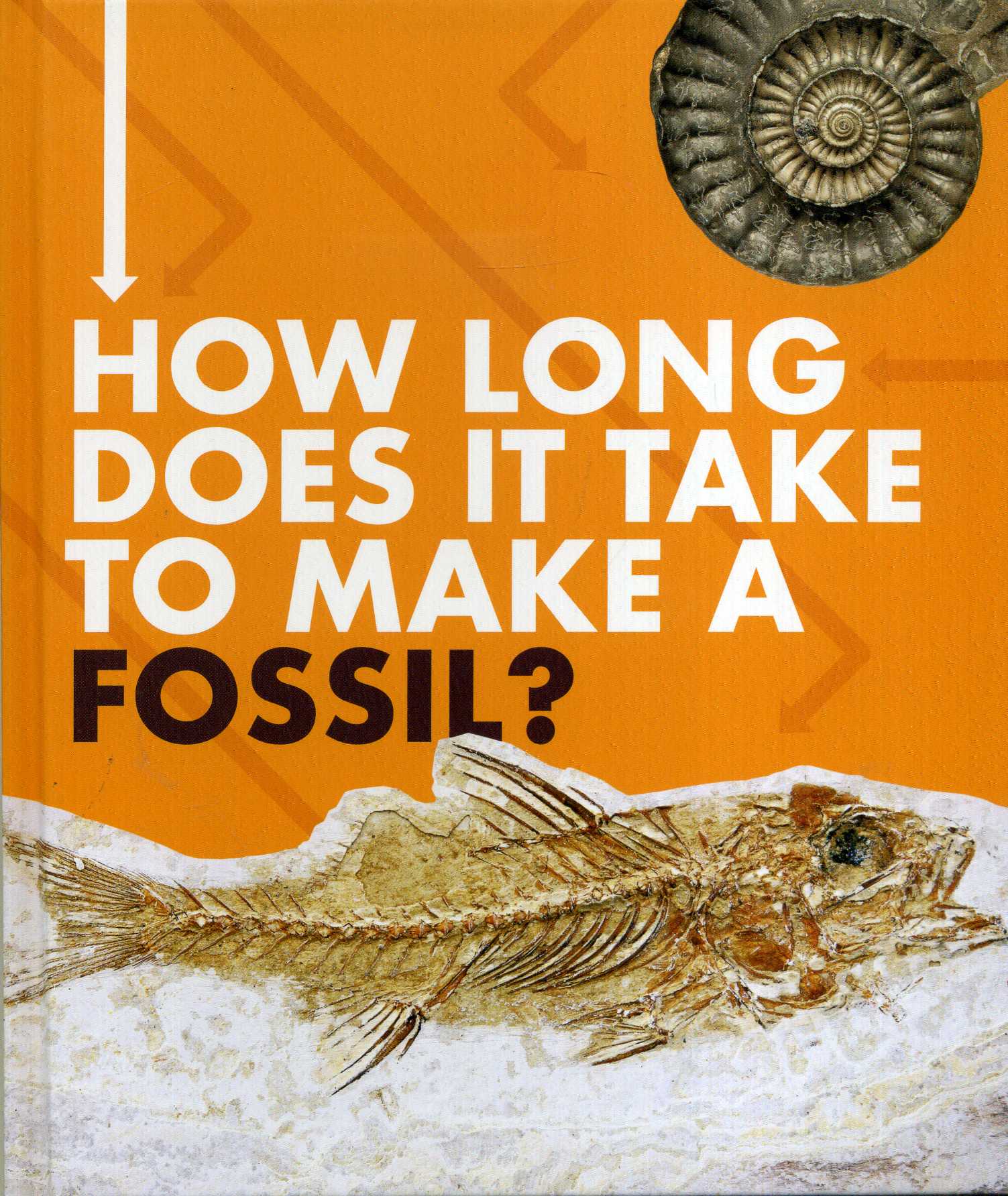 How Long Does It Take To Make A Fossil Laburnum House Educational