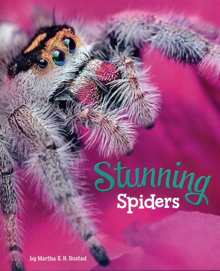 Stunning Spiders - Laburnum House Educational